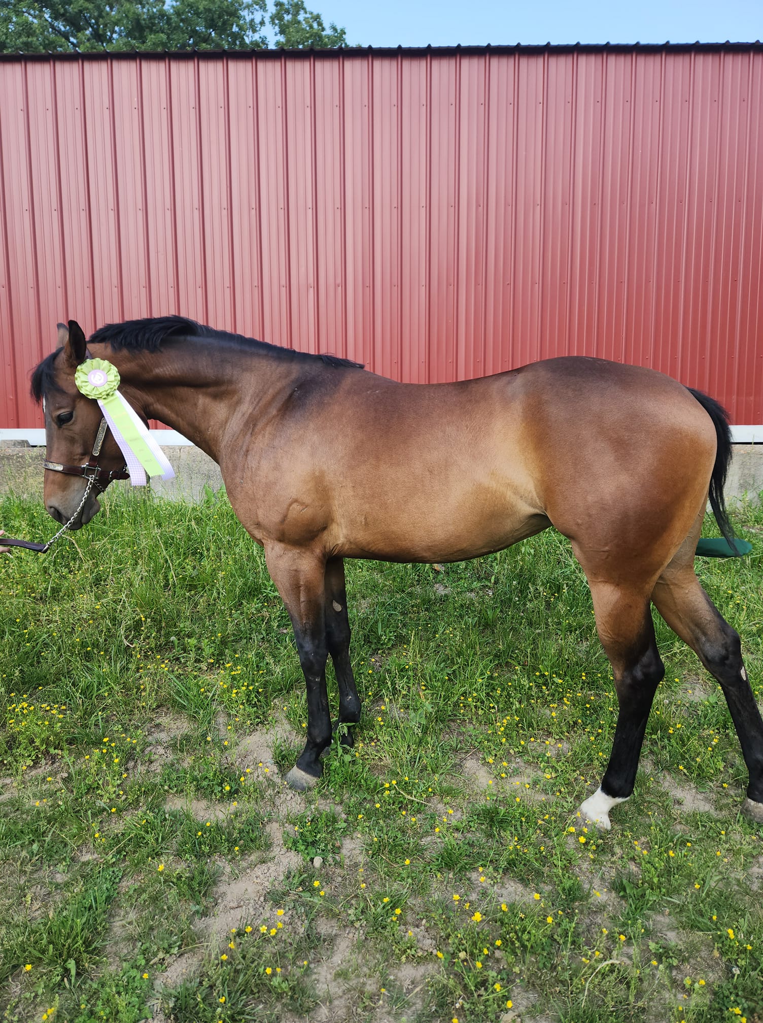 Hooves and Heels Online Challenge – Fox Run Farm